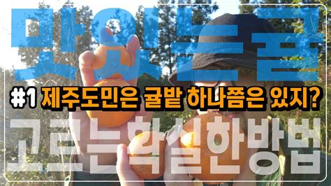제주도민은 귤밭 하나씩은 다 있는거 아님 맛있는귤 고르는 완벽한 방법은 YouTube