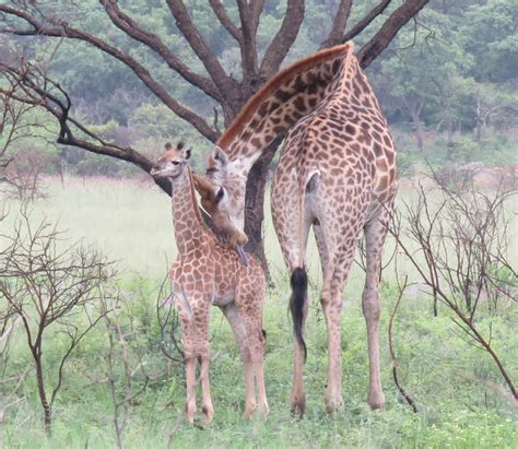 Stillbosch Wildlife Estate Pretoria