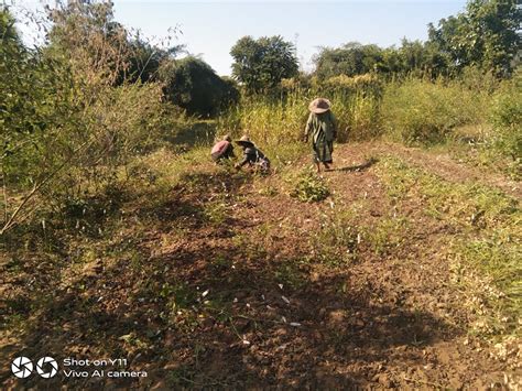 နတ်မောက်မြို့နယ်တွင် ဆောင်းမြေပဲများ စတင်နှုတ်သိမ်း Information And