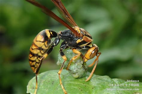 セグロアシナガバチ 日本まるごと生き物図鑑