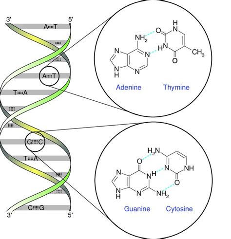 Base Pairing Rule Definition And Examples Biology Online Dictionary