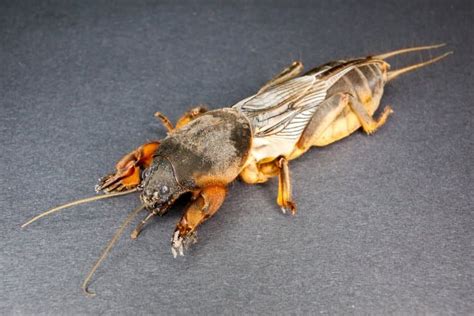 Can You Eat A Mole Cricket at Phyllis Daye blog