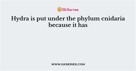 Hydra Is Put Under The Phylum Cnidaria Because It Has