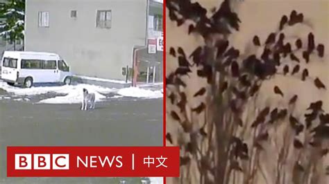 動物可以預測地震嗎？ 土耳其和敘利亞地震發生後，社交媒體上流傳著很多據稱顯示了動物在地震前有反常行為的影片，一些網帖聲稱這是動物在預知災難