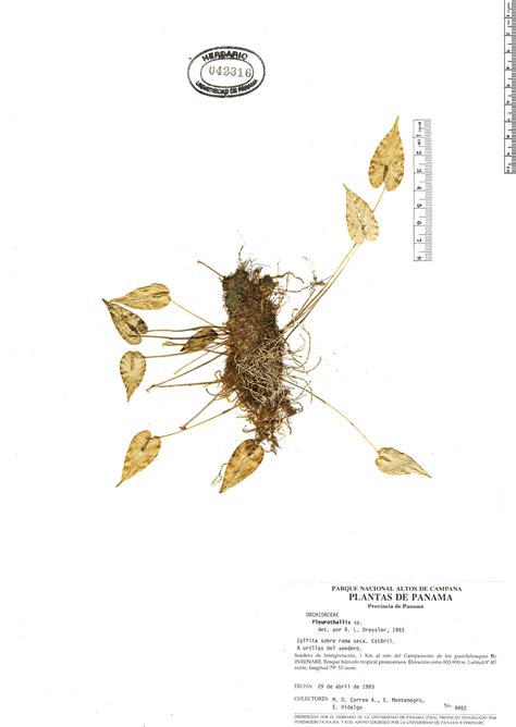 Pleurothallis Rapid Reference The Field Museum