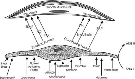 Multiplicity Of Endothelium Vascular Smooth Muscle Interactions With