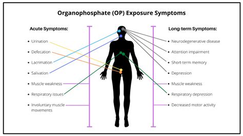 Organophosphate Insecticide Toxicity In Neural Development Cognition