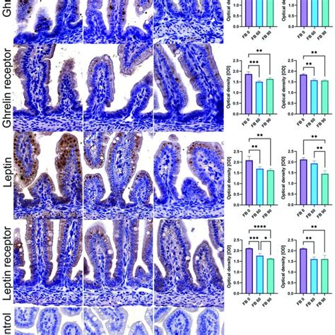 Representative Images And Quantitative Analysis Of The Intensity Of