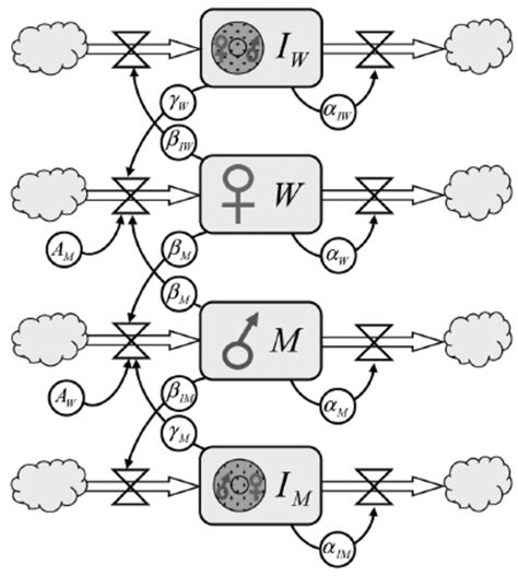 Simplified System Dynamics Model For Woman Man Model With Linear Download Scientific Diagram