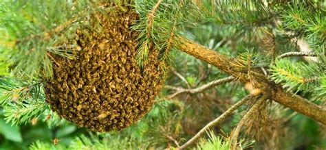 How To Survive A Bee Swarm Essential Tips And Tricks How To Survive
