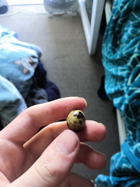 The Smallest Quail Egg Ever Not From Button Quail R Quails