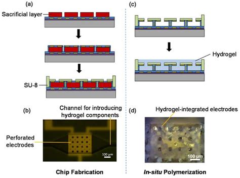 Figure 3 From A Hydrogel Based Glucose Affinity Microsensor Semantic Scholar