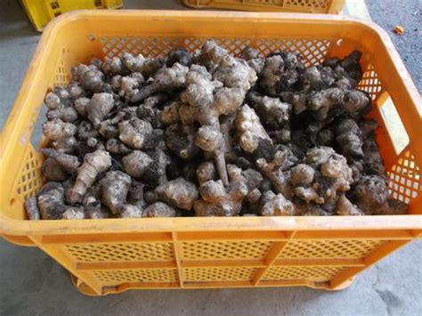 一日の菊芋作業に適した収穫量 菊芋新発見見聞行考録