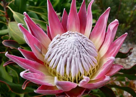 Five Must Visit Botanical Gardens In South Africa
