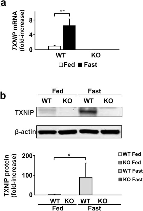 The Expression Of Txnip Is Upregulated During Fasting The Expression Download Scientific