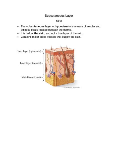 Subcutaneous Layer Anatomy And Function