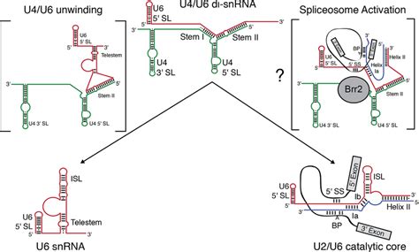 Model For Competing U6 Intra And Intermolecular Interactions Involved Download Scientific