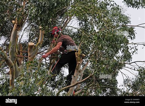 Tree Surgeon Adjusting Safety Ropes With Permission Stock Photo Alamy
