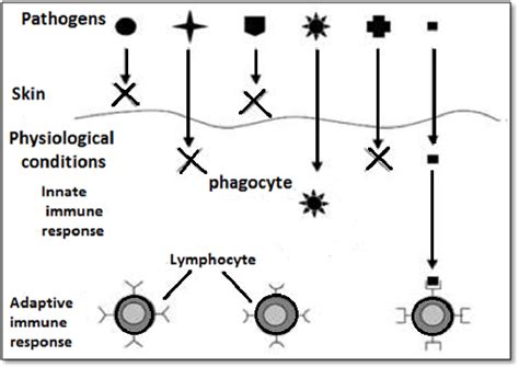 figure 2 1 from artificial immune system based on real valued negative selection algorithms for