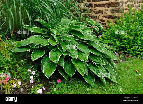 Hosta Crispula Common Names Fragrant Plantain Lily Plantain Lily