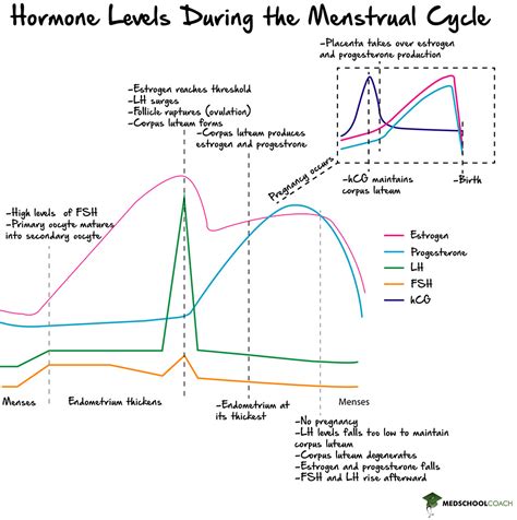 The Menstrual Cycle Mcat Biology Medschoolcoach
