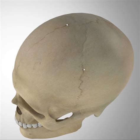 04 Joint Types And Shapes Flashcards Quizlet