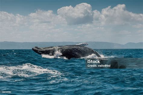 도미니카 공화국 카리브해의 물에서 뛰어내리는 혹등고래 대왕고래 고래는 등을 대고 엎드려 공중에 물을 뿌리고 있습니다 고래에 대한 스톡 사진 및 기타 이미지 Istock
