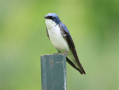Swallow Identification Quick Guide Lycobirds