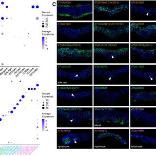 Gene Marker Analysis Of ScRNA Seq Cell Clusters A Dot Plot Showing Download Scientific