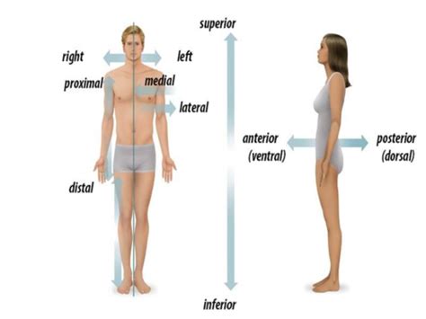 Joint Mobilization Flashcards Quizlet