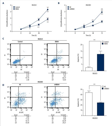Figure 2 From Rna Binding Motif 4 Rbm4 Suppresses Tumor Growth And