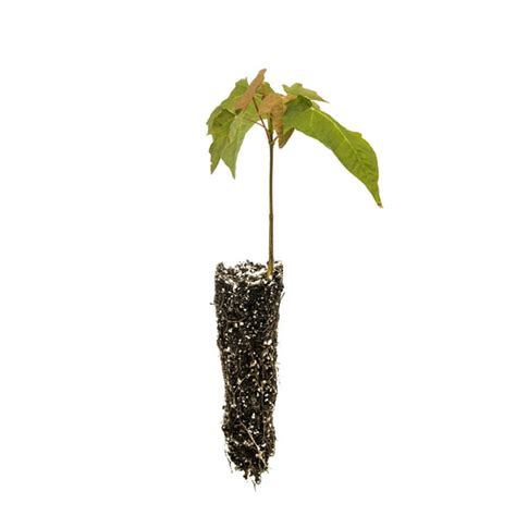 Sugar Maple Sapling Available Now Harvest To Fork