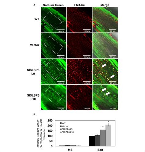 Sodium Compartmentalization In Solanum Lycopersicum Root Cell Vacuoles Download Scientific