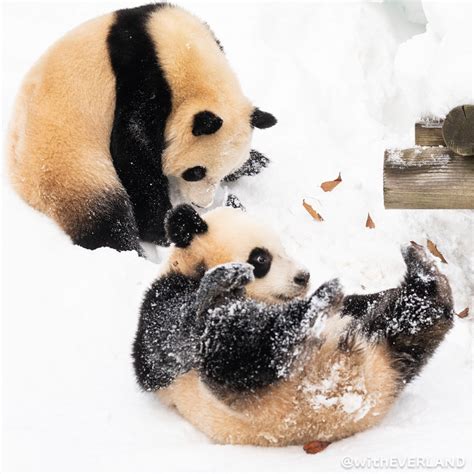 에버랜드witheverland ⭐판다월드 스노우 판스터 오픈⭐ 루후는 뚱땅 오늘도 뚱땅 🤣 무한 에너자이저 곤듀님들 보고 가셔요🔥 눈 설탕 달달하게 묻은 바오