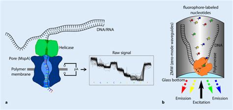 Global Long Read Sequencing Market Is Anticipated To Create A Value