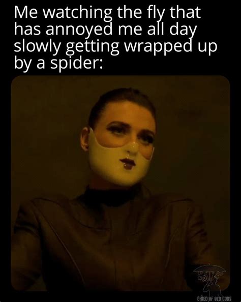 Thats Why I Dont Kill Spiders R Memes