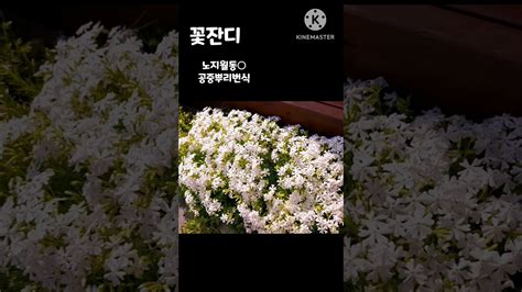 꽃잔디 백리향 공중뿌리번식 Youtube