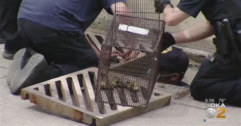 8 Ducklings Rescued From Pittsburgh Sewer Grate Cbs Pittsburgh