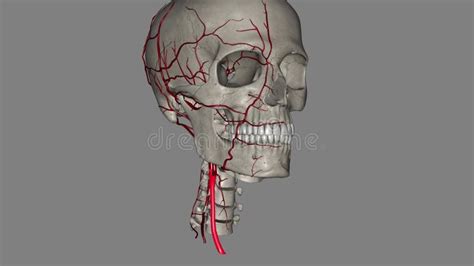 Right Common Carotid Artery Stock Footage Video Of Bicuspid Right
