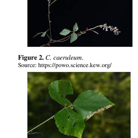 N Phaseoloides Var Javanicus Source