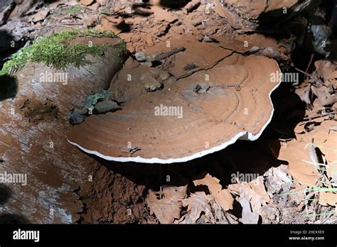 Ganoderma Lipsiense Also Called Ganoderma Applanatum Known As Artists Bracket Fungus Artist