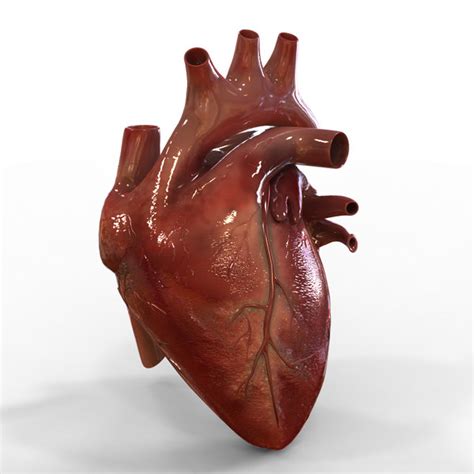 Heart D Models And Textures Turbosquid