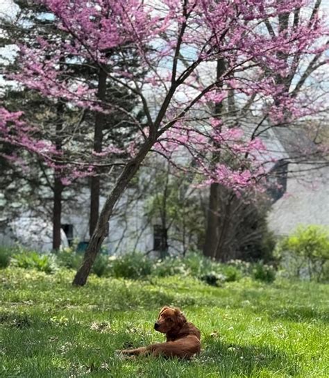 Identifying And Removing Redundant Indexes In Your Database Yugabytedb Tips