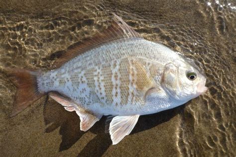 Redtail Surfperch Alchetron The Free Social Encyclopedia