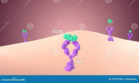 Ace Converting Angiotensin I Angiotensin Ii Stock Illustration Illustration Of Body Vessel