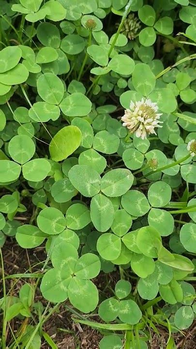 행운의 네잎클로버~ 다섯잎클로버도 있네 Youtube