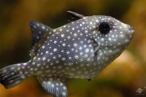 Rough Triggerfish Facts And Photographs Seaunseen Rough Triggerfish Facts And Photographs Seaunseen
