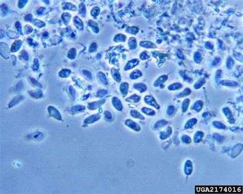 Phyllosticta Alchetron The Free Social Encyclopedia