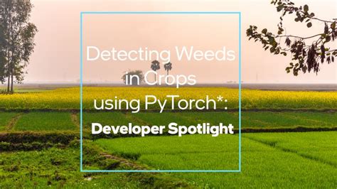 Detecting Weeds In Crops Using Pytorch Developer Spotlight Intel Software