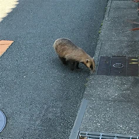 速報 しろちどり徒然日記